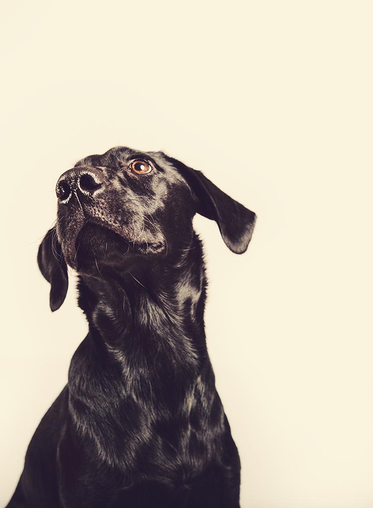 Pet Photography Swindon | Peter Smart Photography